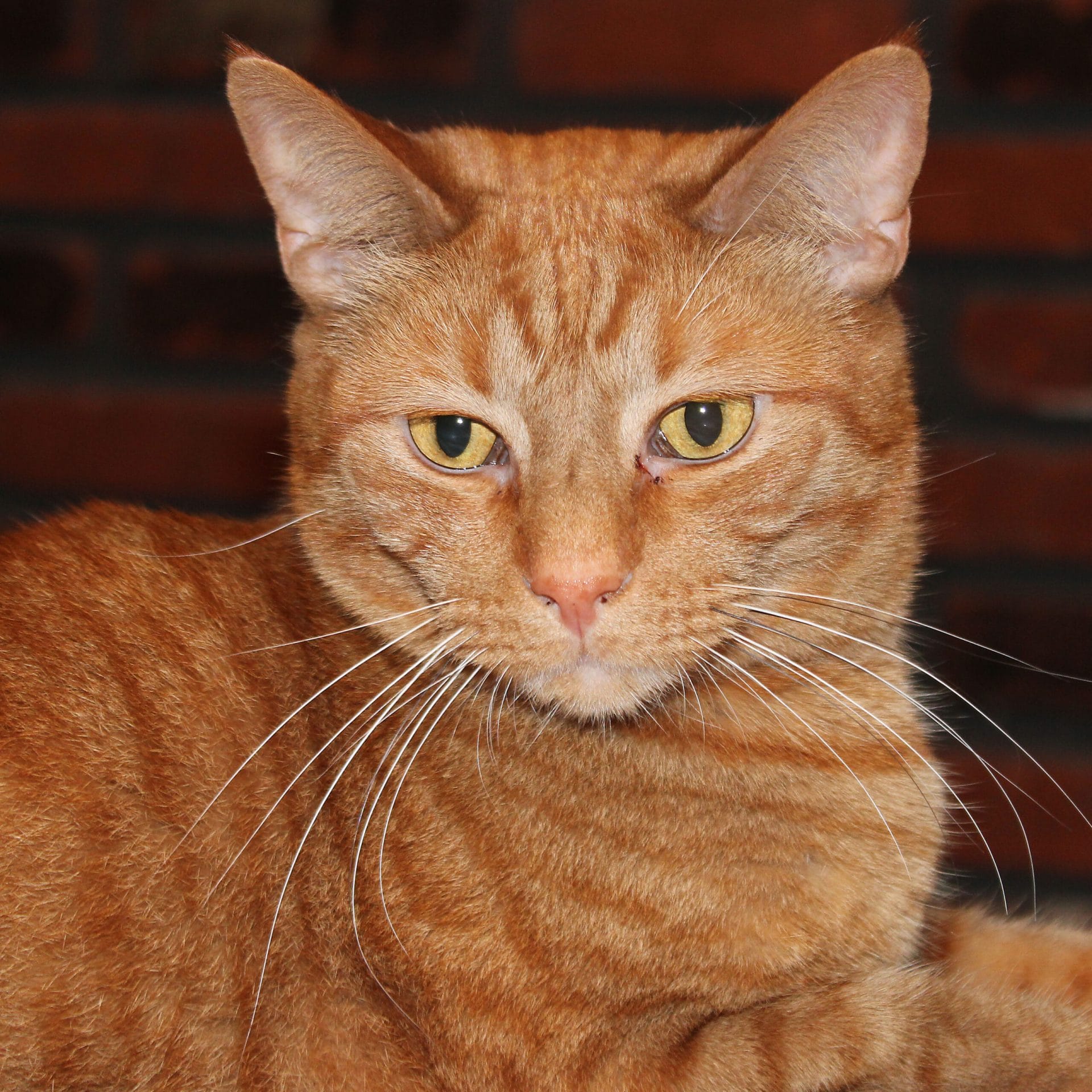 Finn the cat - William Levins